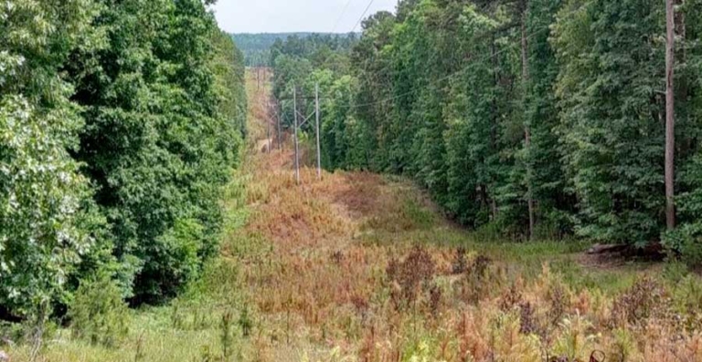 Integrated vegetation management - Entergy