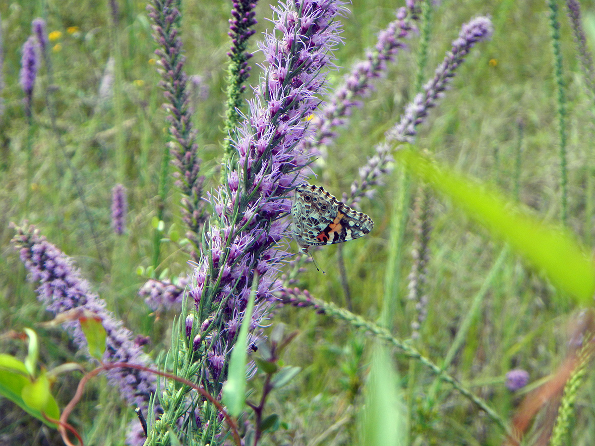 The Cajun Prairie: Protecting Habitat in Southwest Louisiana - Entergy
